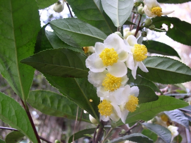 Planting a Tea Garden